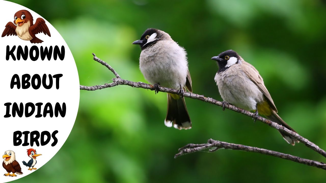 Learn 20 Indian Birds with Names & Pictures, Easy English Learning for ...