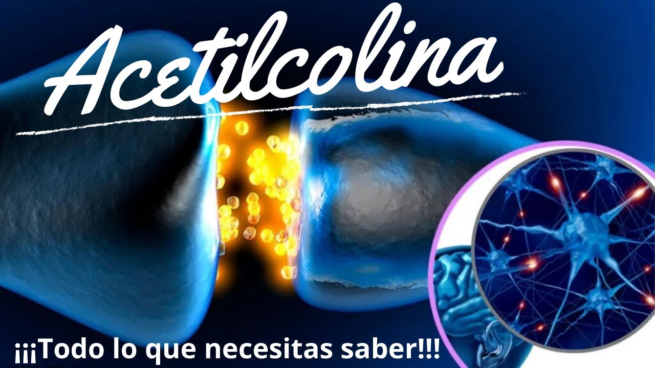 Acetilcolina - YouTube