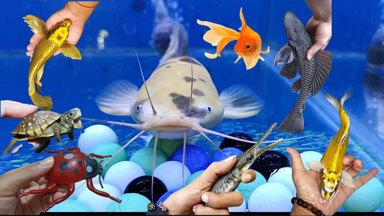 Collection of Cute Animals,catfish,broomfish,aligator fish,koi fish ...