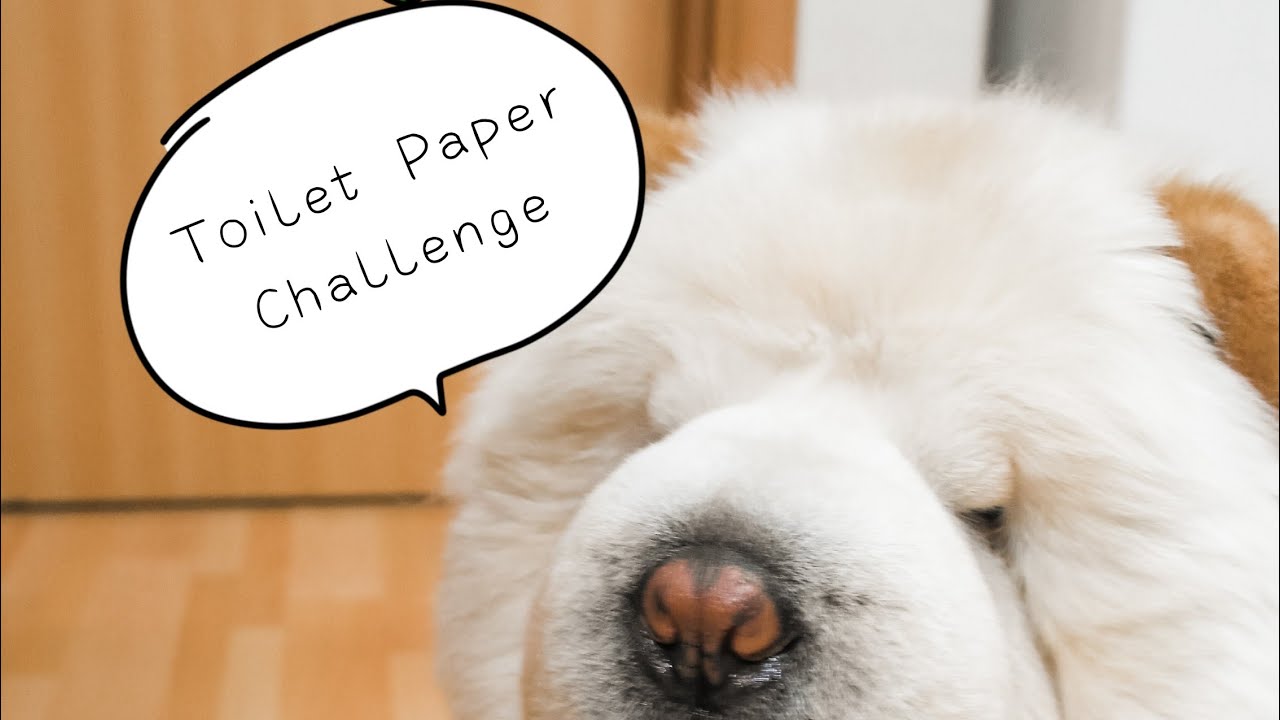 Chow chow doing Toilet Paper Challenge | John Wick The Chow - YouTube