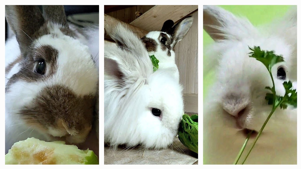 ASMR - Crunchy Bunny Rabbits Compilation 2023 - Satisfying Sounds - YouTube