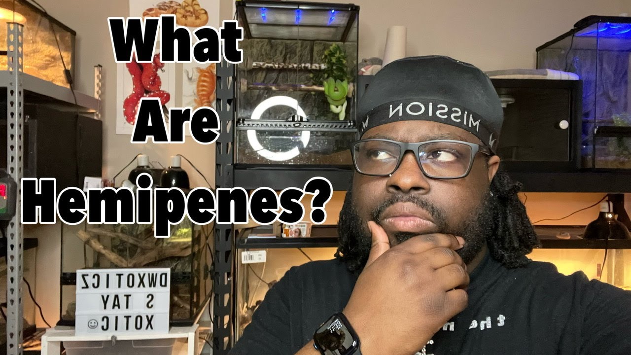 Hemipenes | What Are They? |Why Some Reptiles Have Two - YouTube