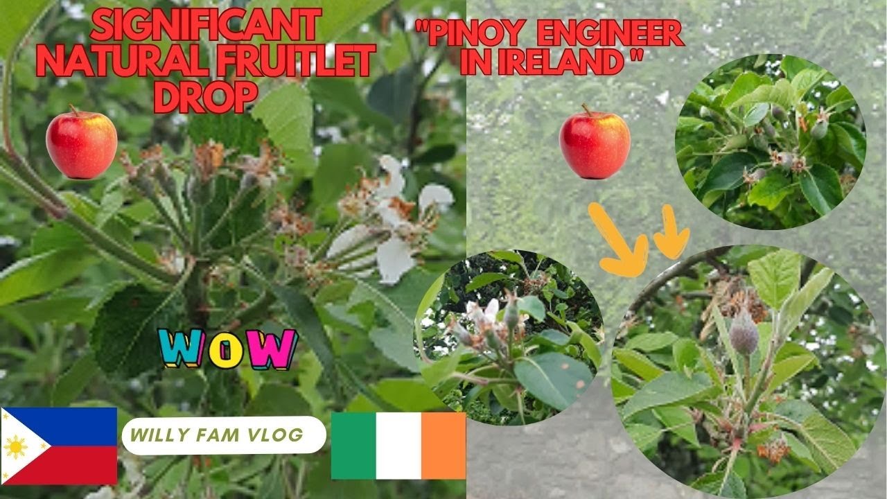 Apple Orchard 🍎 Significant natural fruitlet drop II PINOY ENGINEER IN ...