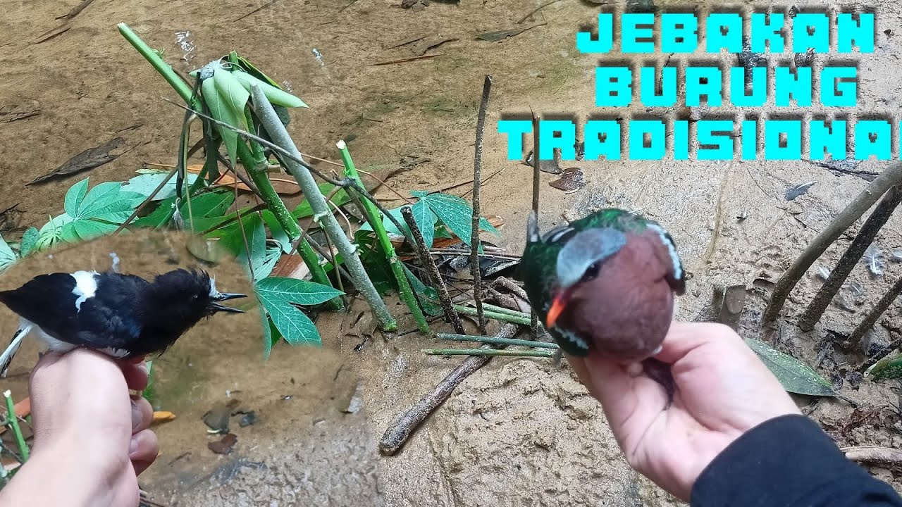 jebakan burung tradisional #birdtrap - YouTube