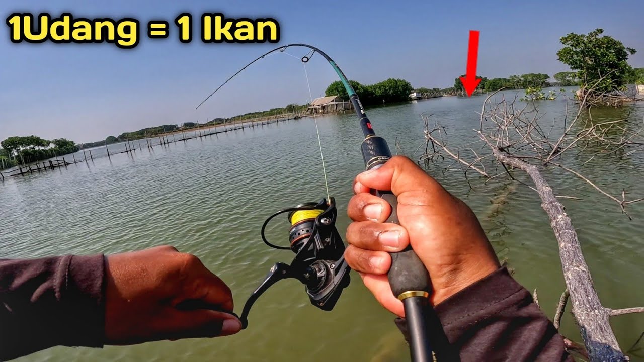 Mancing Dari Atas Pohon..!! Mancing Sebentar Bisa Strikenya Bertubi2 ...