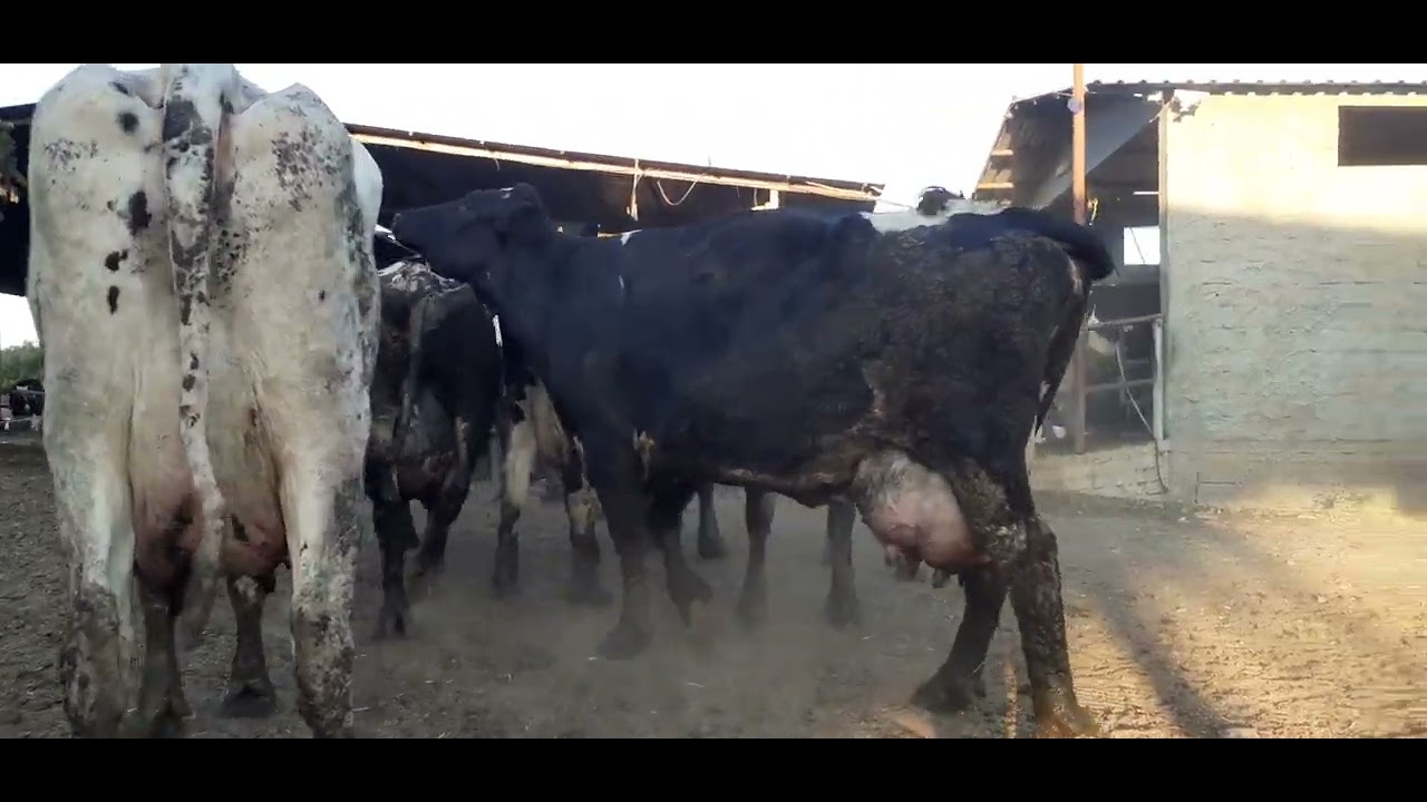 cyprus dairy farming cows//Turkish cow - YouTube