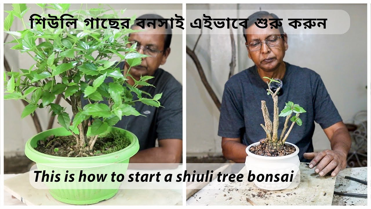 শিউলি গাছের বনসাই এইভাবে শুরু করুন || This is how to start a shiuli tree bonsai || - YouTube