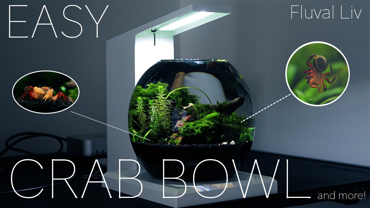 Fluval Liv Crab Project - Architecture of Water - YouTube