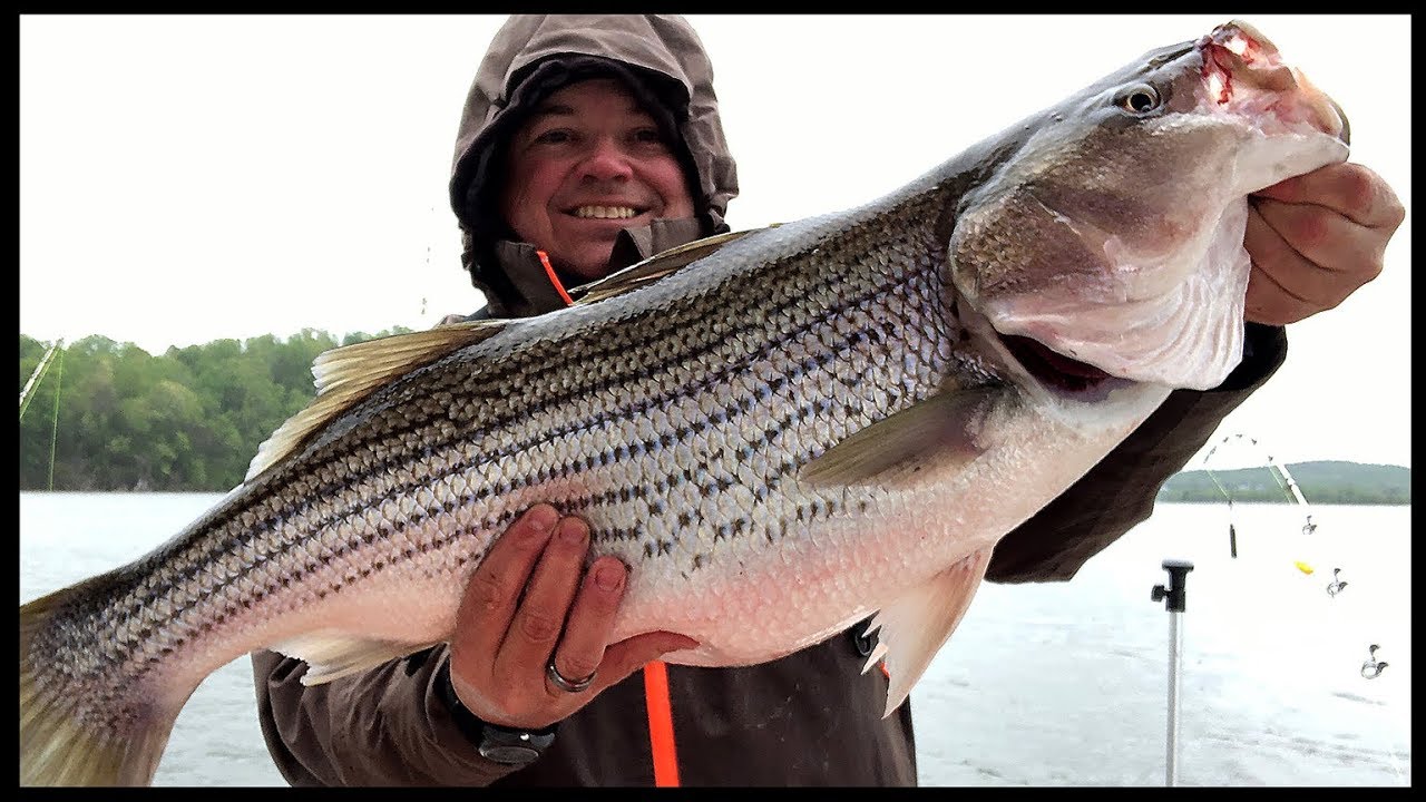 Trophy Striped Bass and Catfish on the Same Bait - YouTube