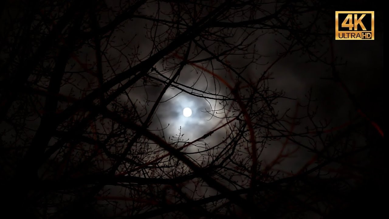 Full moon night spooky woods.... // free stock footage // - YouTube