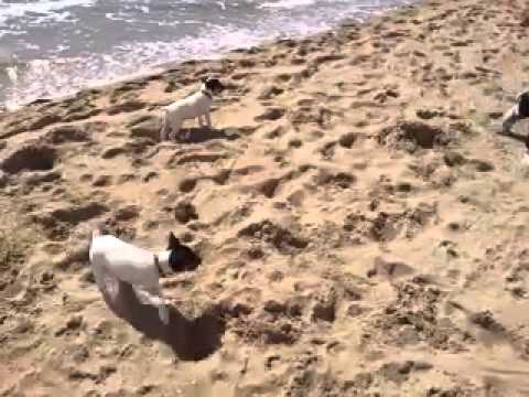 Bianca y blacky en la playa de benidorm - YouTube