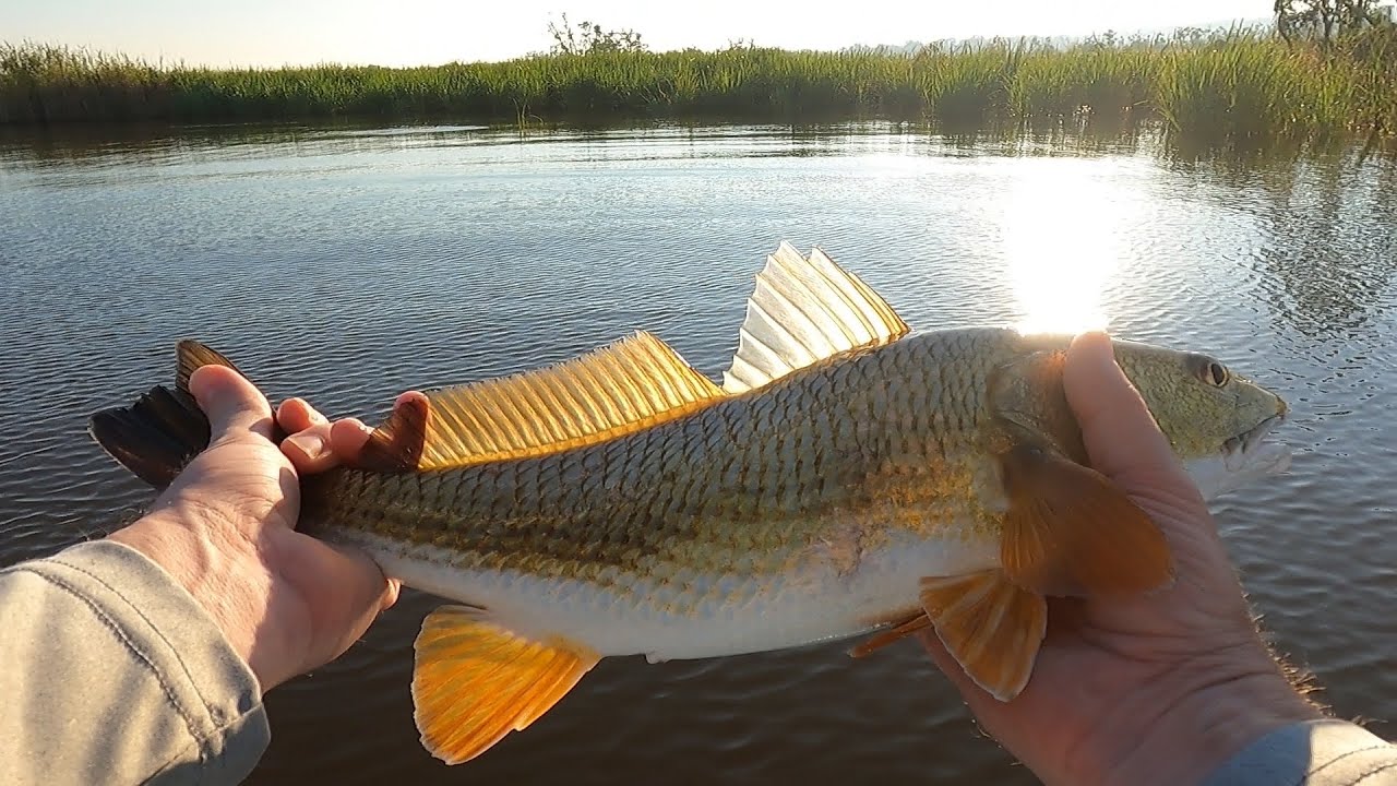 Catching Redfish in Vermilion Bay - Redfish with a Popping Cork - YouTube