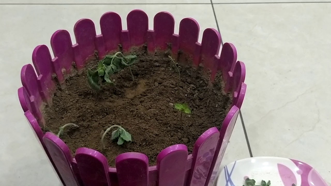 How to grow and care Pudina ll Mint ll ll Gardening and Art work ll ...