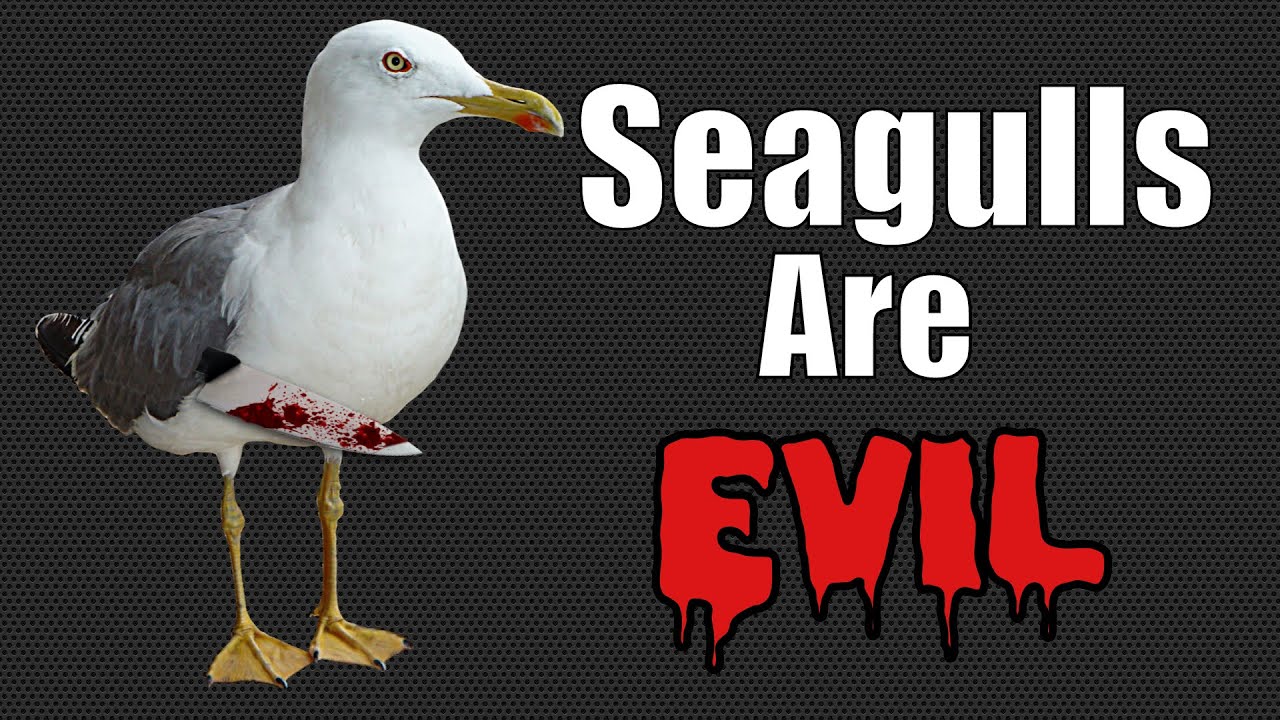 Seagulls are Evil - YouTube