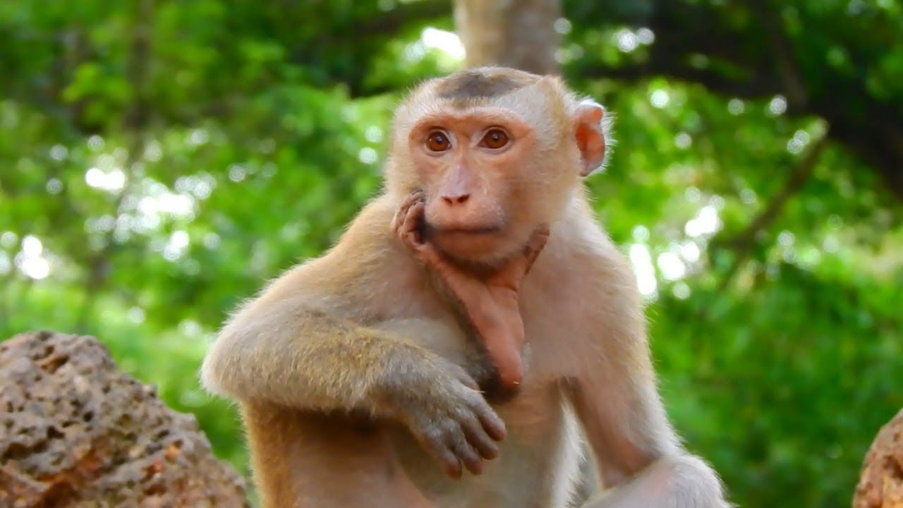 Miss monkey Rojo so much😥 - YouTube