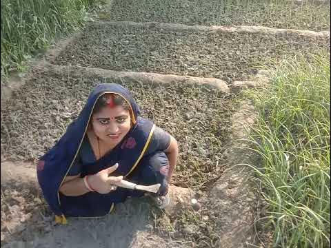 Mere Khet Mein pyaj ki Burai ho rahi hai - YouTube