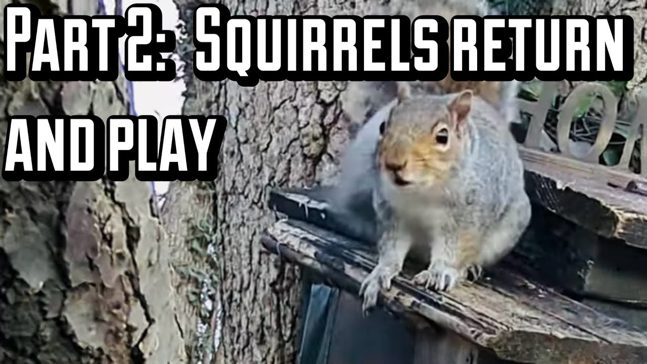 Squirrel escape: Part 2 morning play on branches - YouTube