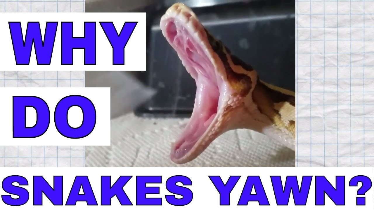 Why Do Snakes 'Yawn'? - YouTube