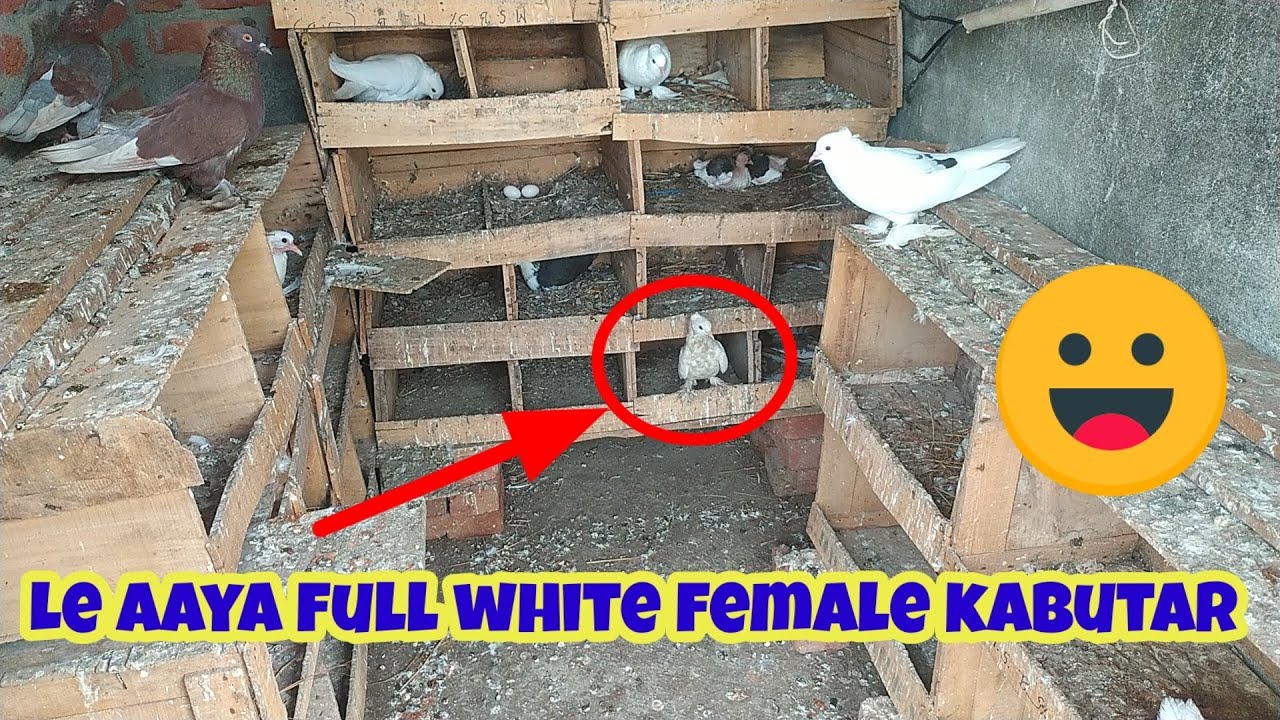 Mere naye Kabutar kaa kr lo shok 🧐 full white female kabutar # ...
