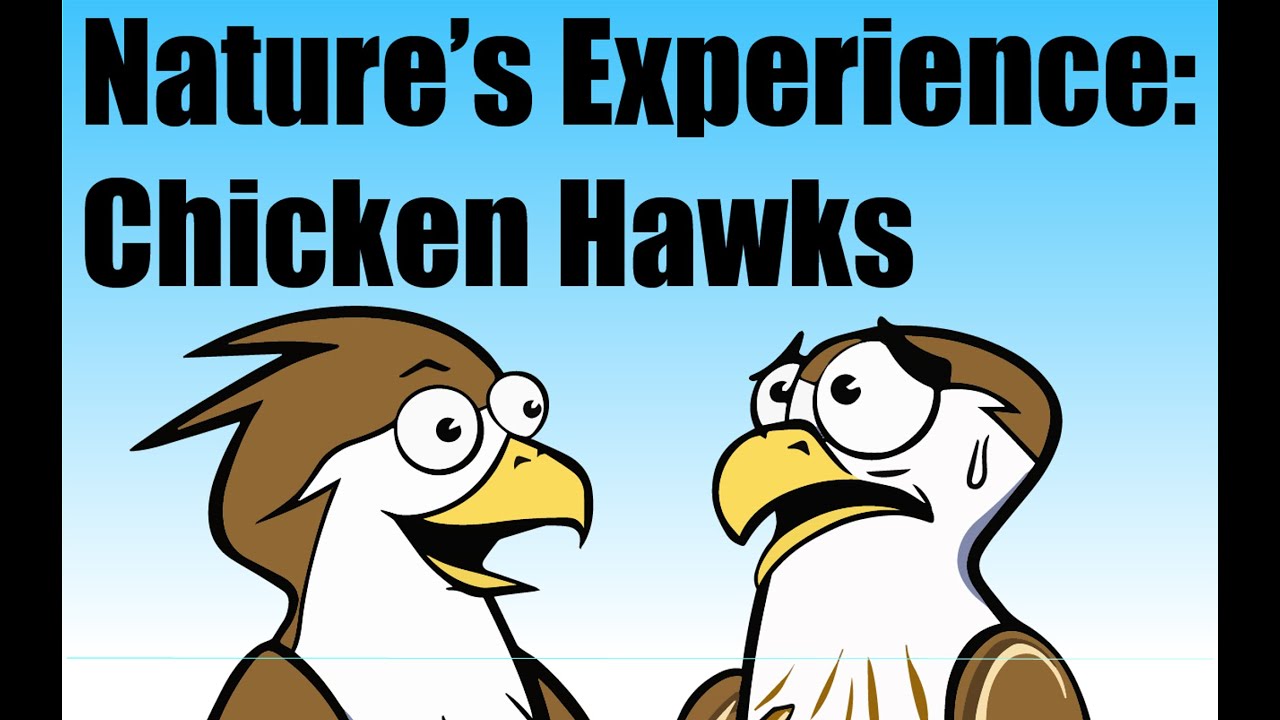 Nature's Experience: Chicken Hawks - YouTube