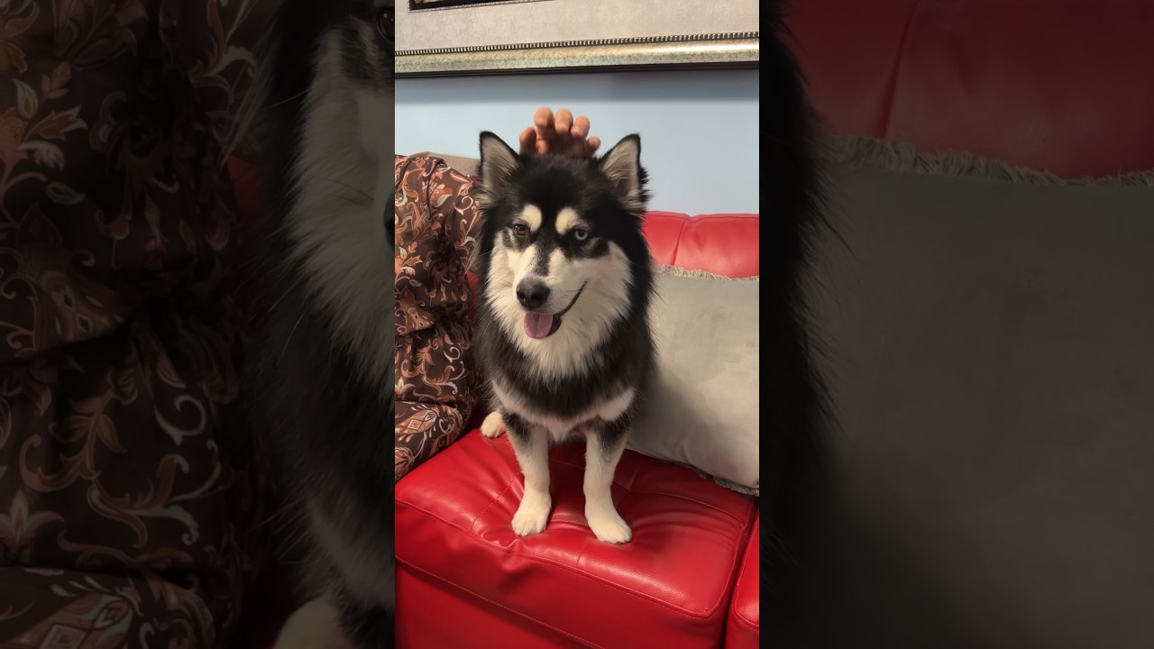 Doge has The smoothest of smooth brains #dog #shorts #funny #comedy ...