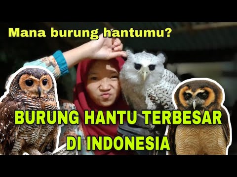 JENIS BURUNG HANTU TERBESAR DI INDONESIA || 6 BURUNG HANTU YANG SERING ...