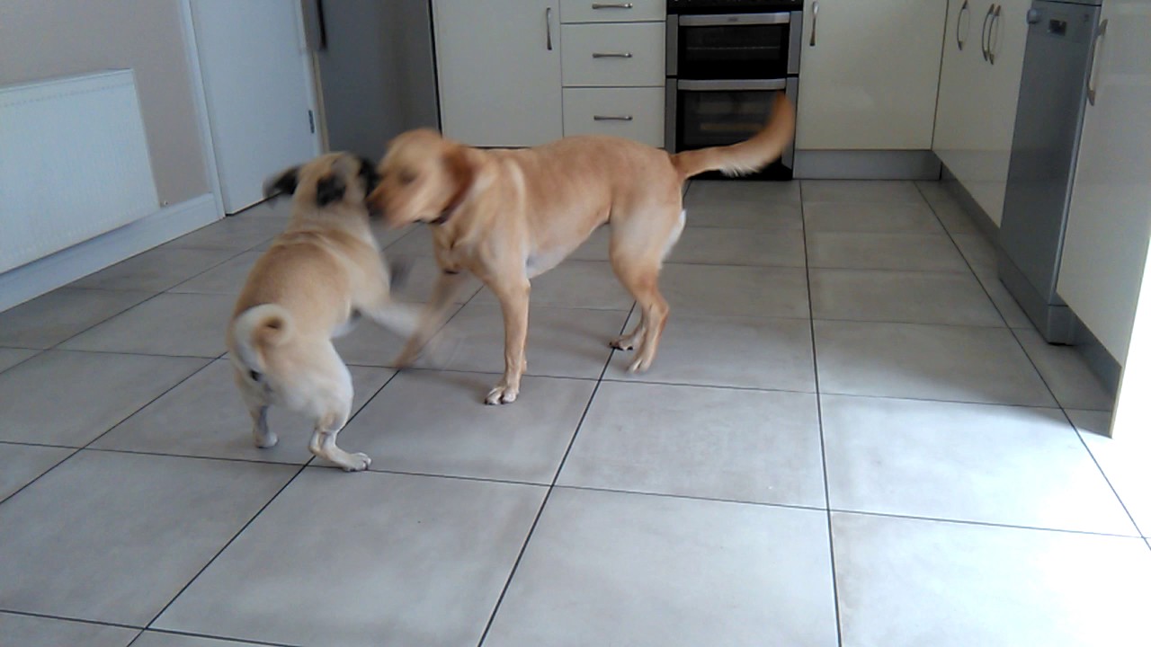 Labrador and a pug playing with a ball in the kitchen - YouTube