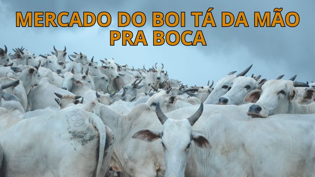 HORA DO BOI 27/05 - MERCADO DO BOI TÁ DA MÃO PRA BOCA - YouTube