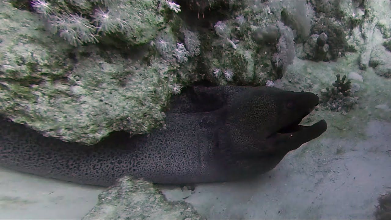 2022-02-27 Egypt - Temple reef - Very big moray, parrot-fish are eating ...