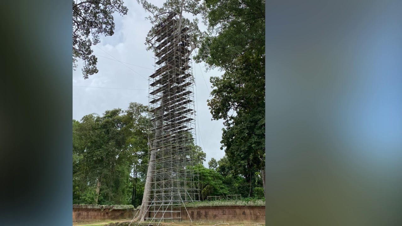 ដើមឈើទាលកម្ពស់៤០ម៉ែត្រ ទ្រេតអាចបង្កគ្រោះថ្នាក់ដល់ប្រាសាទ | Teal tree ...