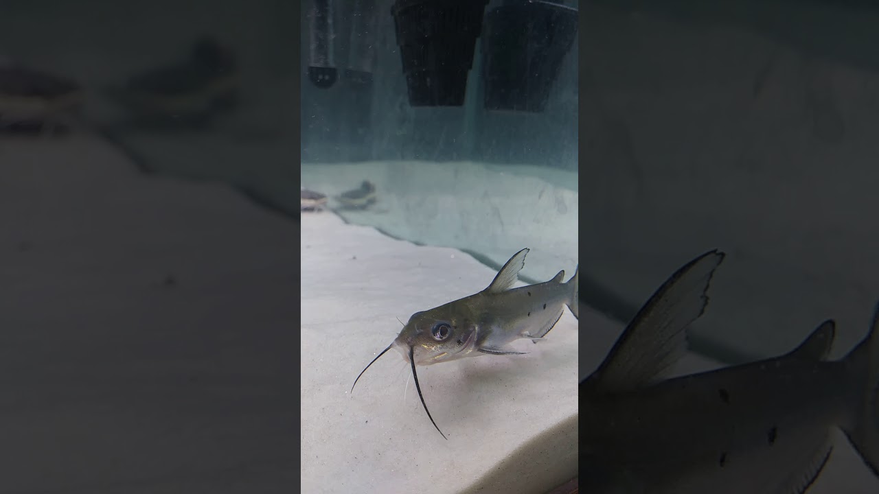 Baby redtail and channel catfish feeding - YouTube