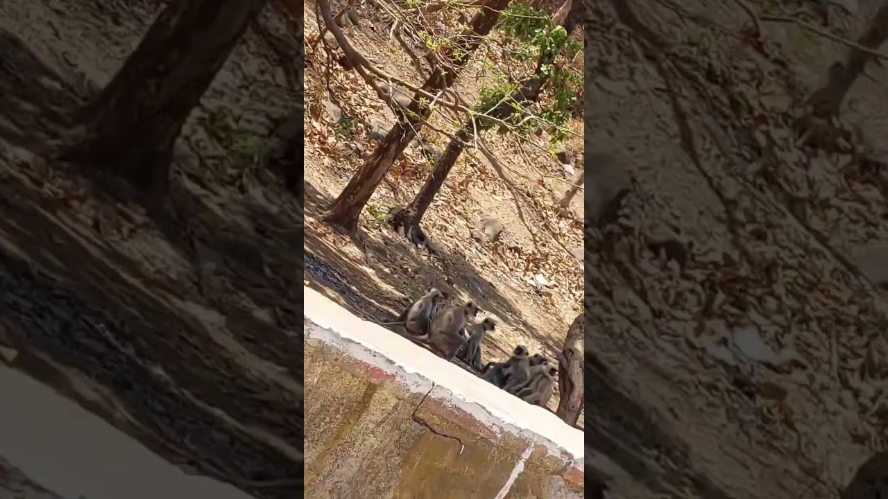 Funny Monkeys Video... - YouTube