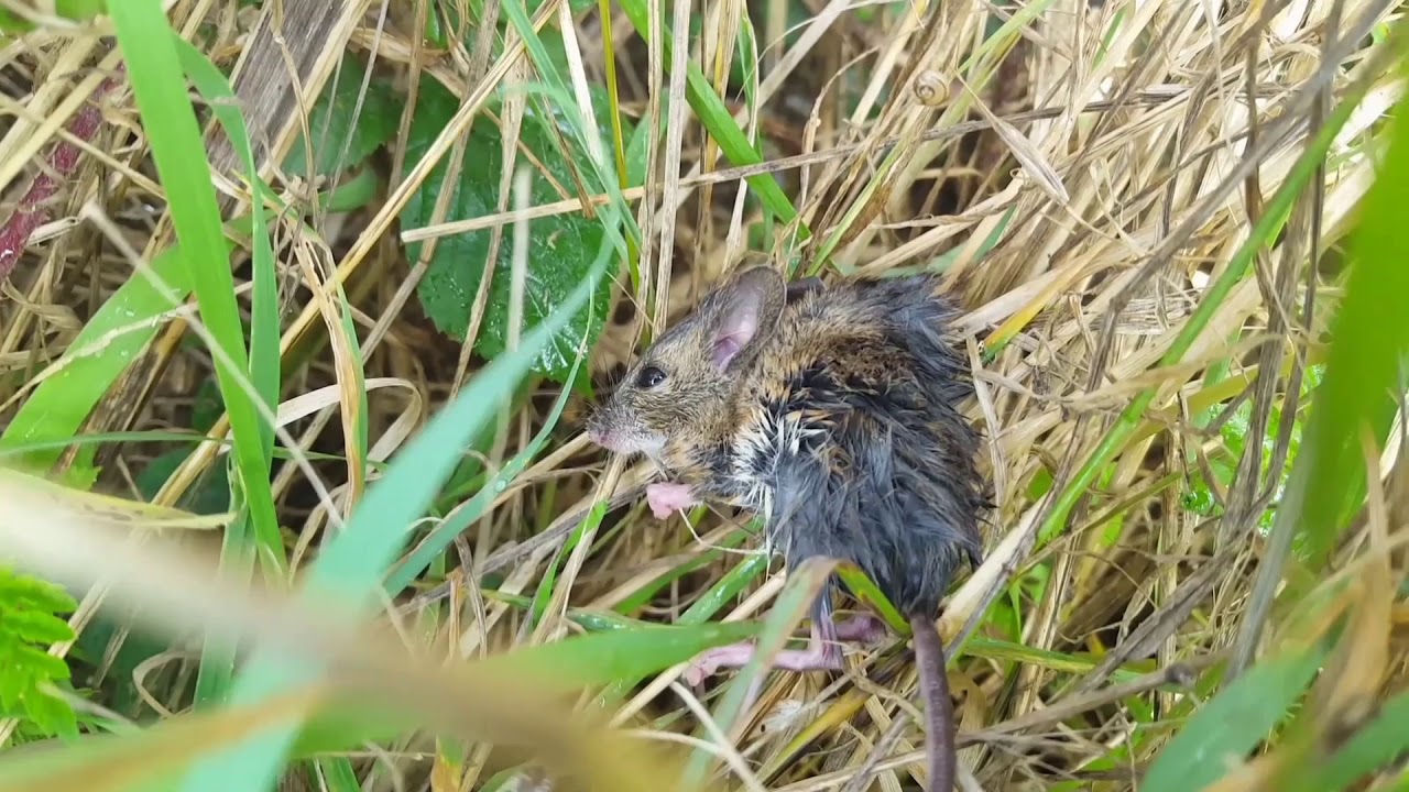 Poor Little Mouse - YouTube