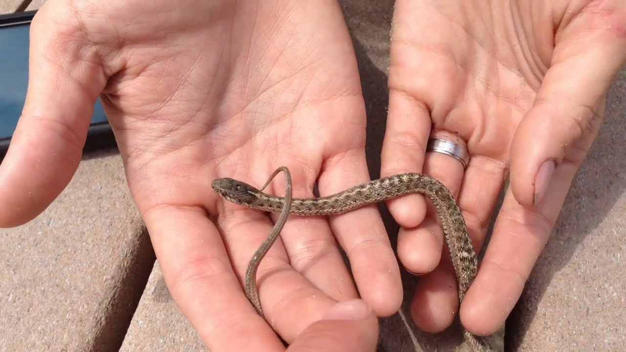 Identify this Snake - Found in Hot Springs State Park (Thermopolis ...