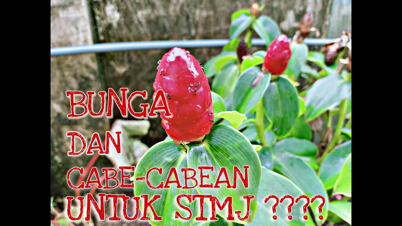 #2 BUNGA DAN CABE-CABEAN UNTUK STMJ??? - YouTube