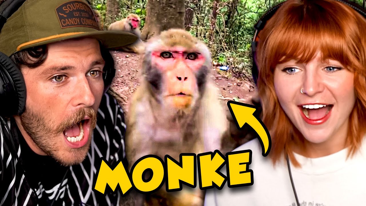 Mostly Peaceful Monkey Memes... - YouTube