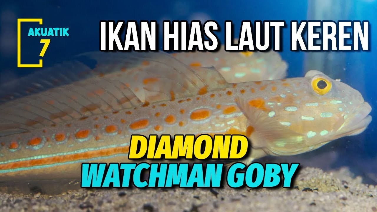 PANDUAN MEMELIHARA IKAN HIAS LAUT DIAMOND WATCHMAN GOBY | AKUATIK7 ...
