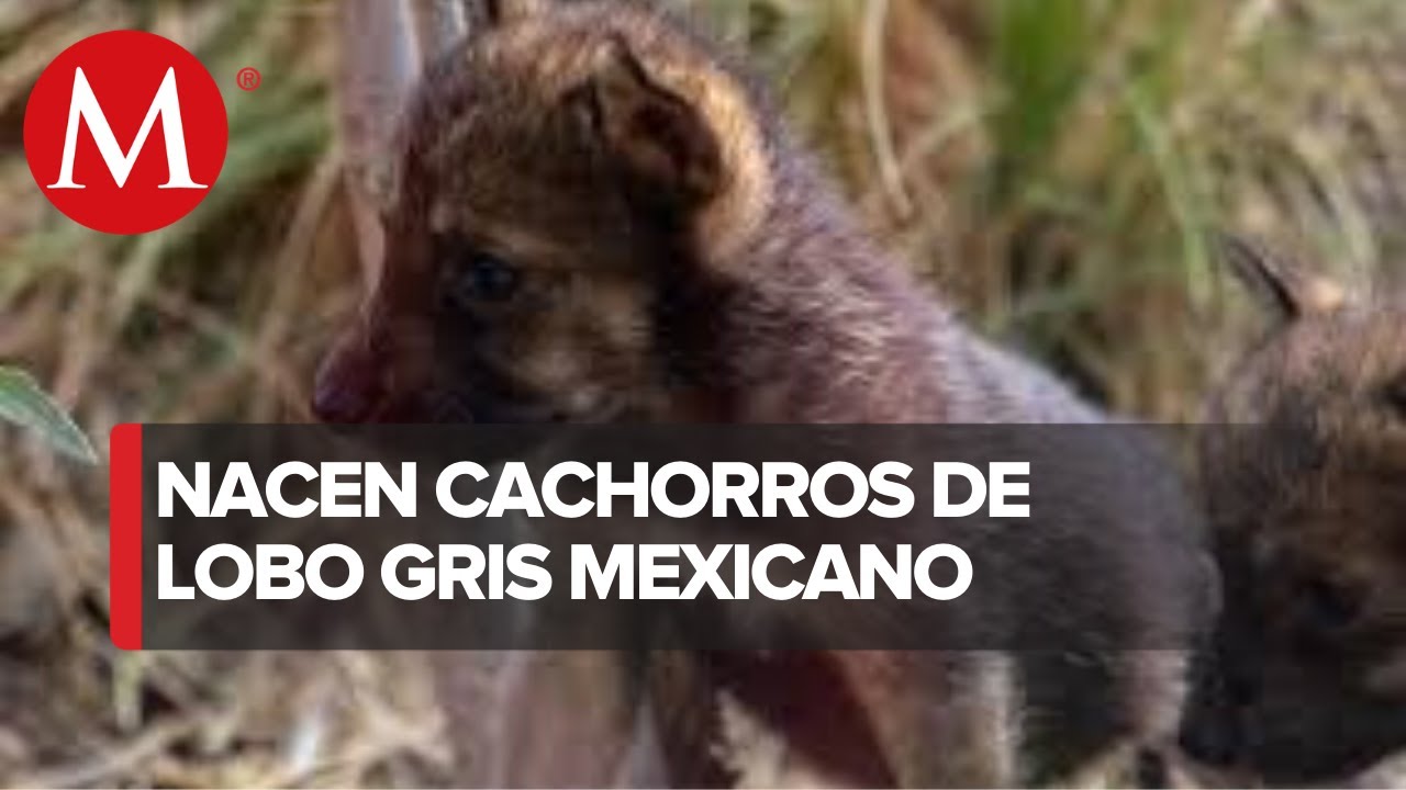 Nacen 8 cachorros de lobo gris mexicano en Saltillo - YouTube
