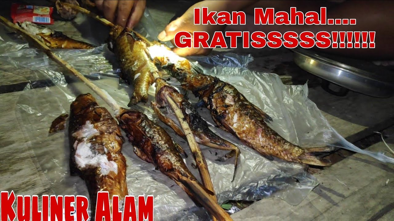 Berburu Ikan Mahal || Golden Masher - YouTube