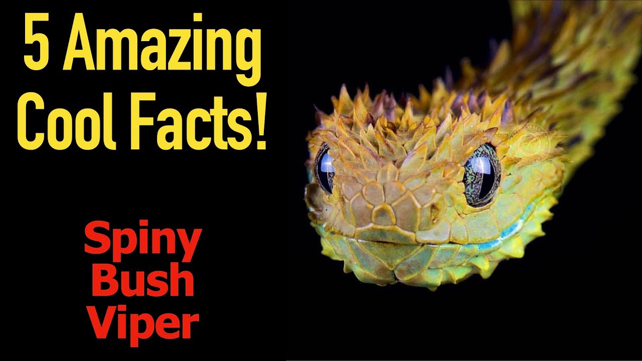 5 Fascinating Facts About Spiny Bush Vipers - YouTube