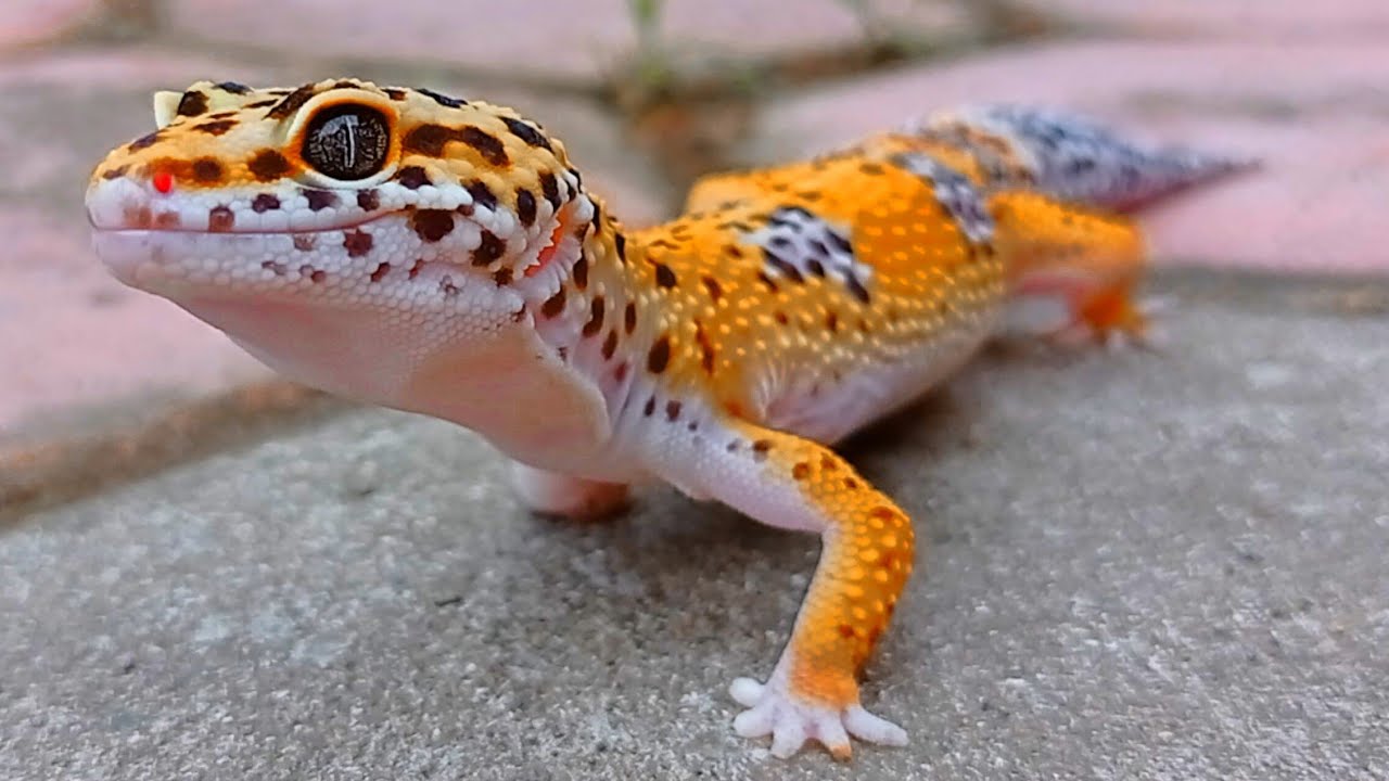 cicak warna warni - pelihara leopard gecko - YouTube