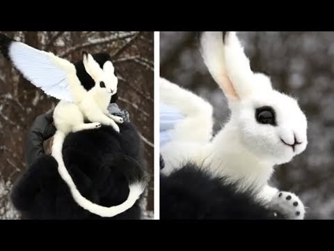 Görmezseniz Pişman Olacağınız 5 Eşsiz Yaratık