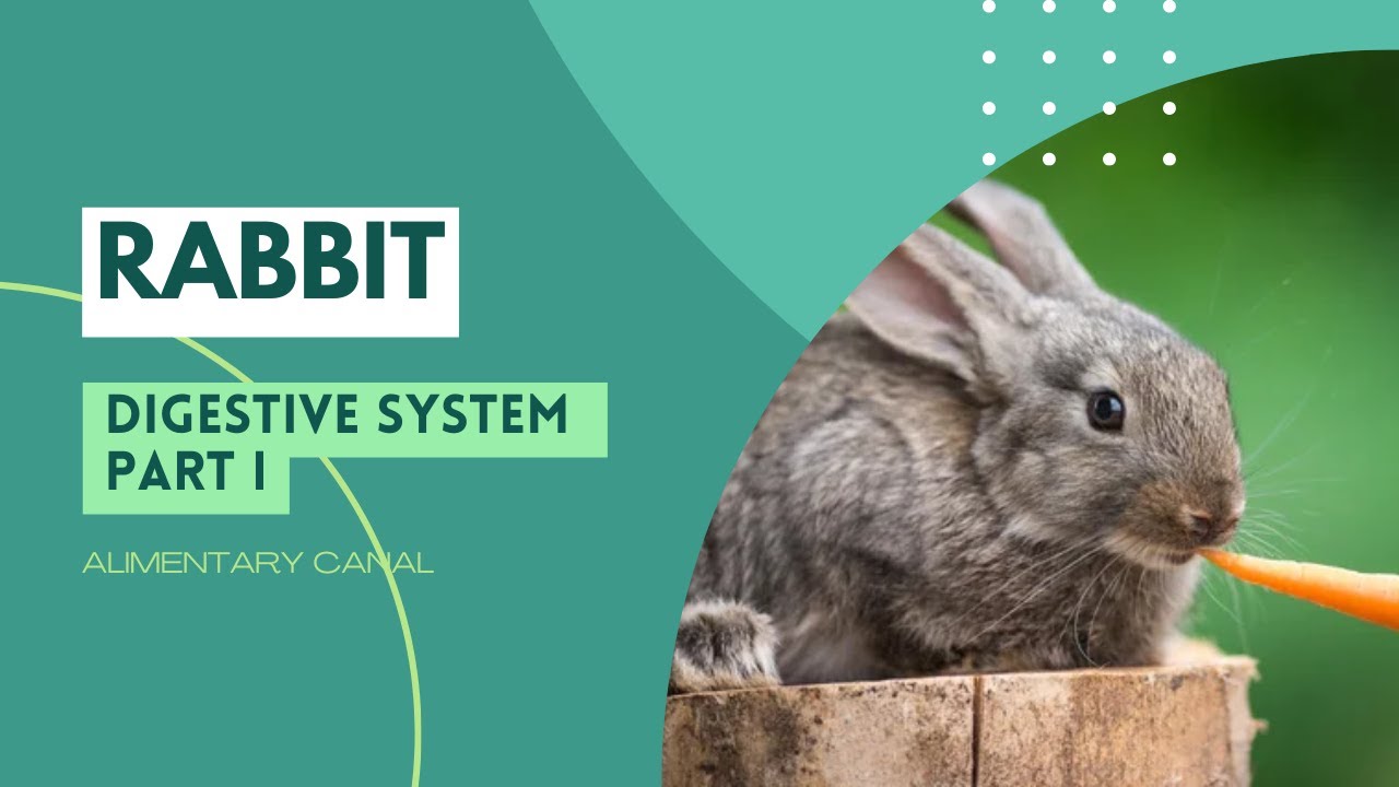 Rabbit Digestive System- Part I | Alimentary Canal | Malayalam - YouTube