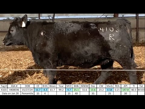 SimAngus Heifer 4103 - Rhodes Angus 2025 - YouTube
