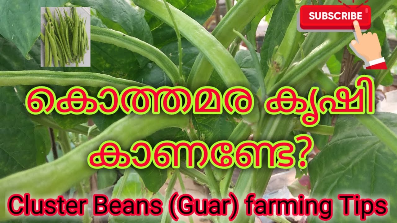 Cluster Beans (Kothamara/Guar) Cultivation in Organic Vegetable Garden ...