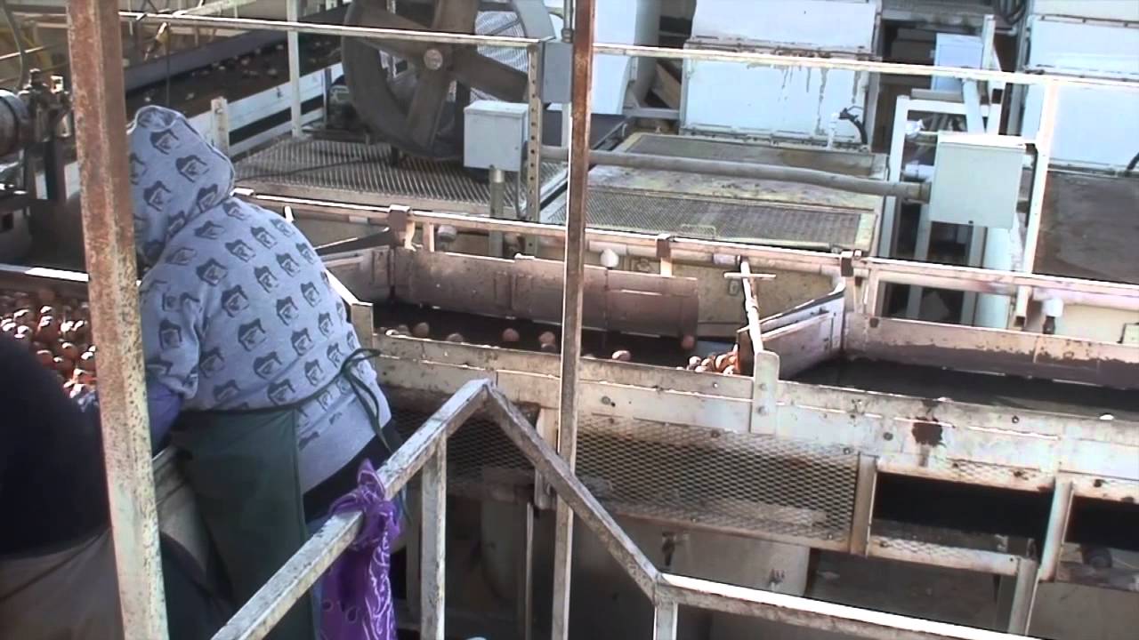 Moodys Walnut Dehydrator - YouTube