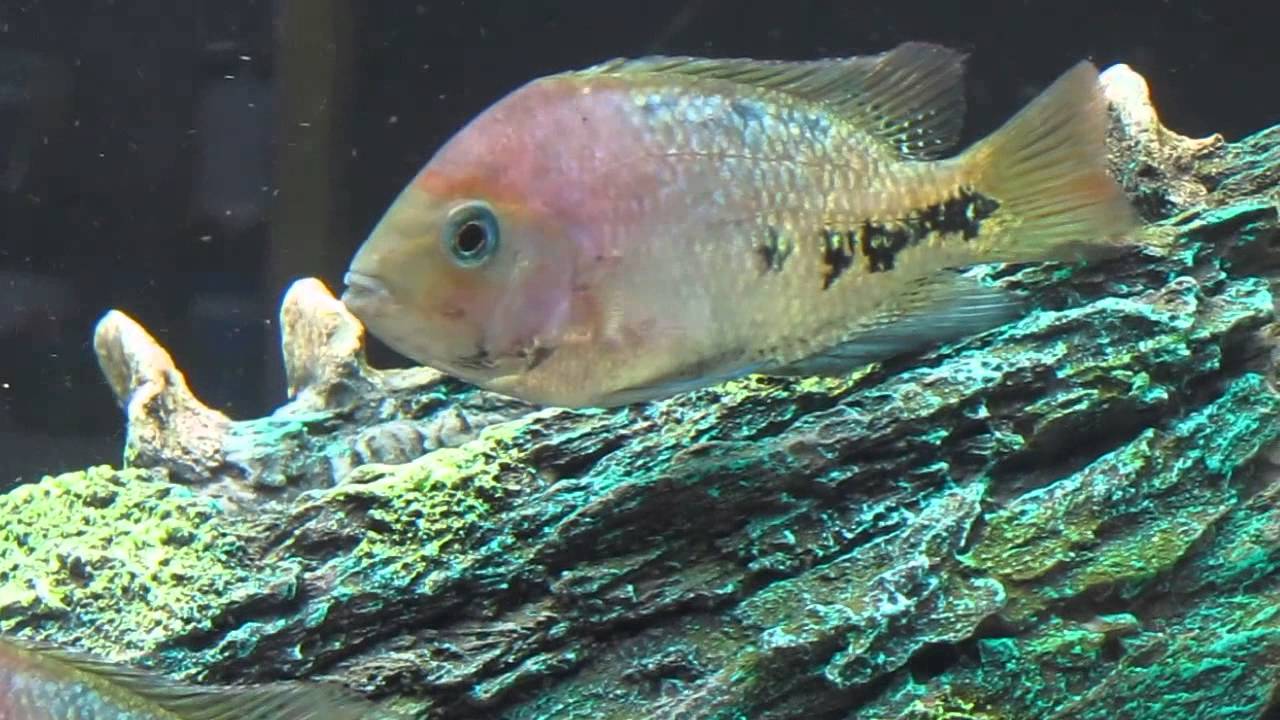 Vieja Synspilum in the fish room! - YouTube