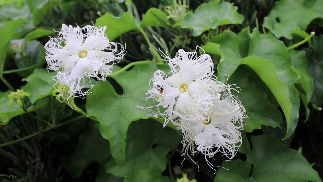 Exploring Ube Japan | Part: 1 - YouTube