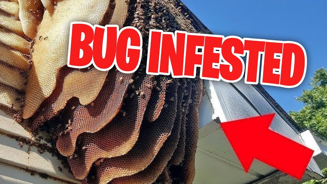 8 of the WORST Bug Infested Houses EVER! - YouTube