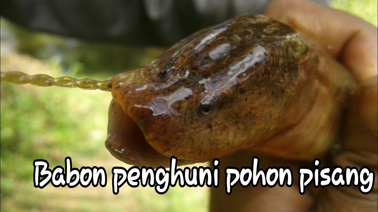 Mancing Belut Besar dari bawah Pohon Pisang - YouTube